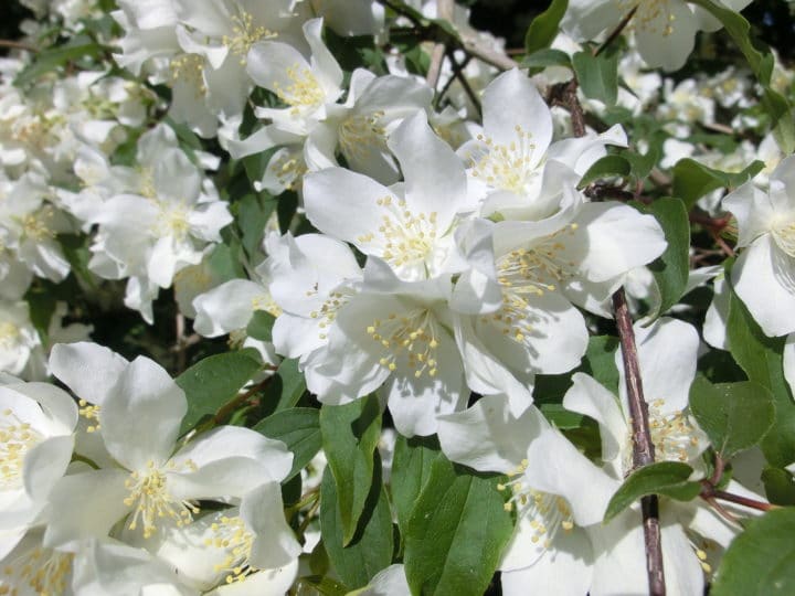 Duftskjærsmin - Planteportalen