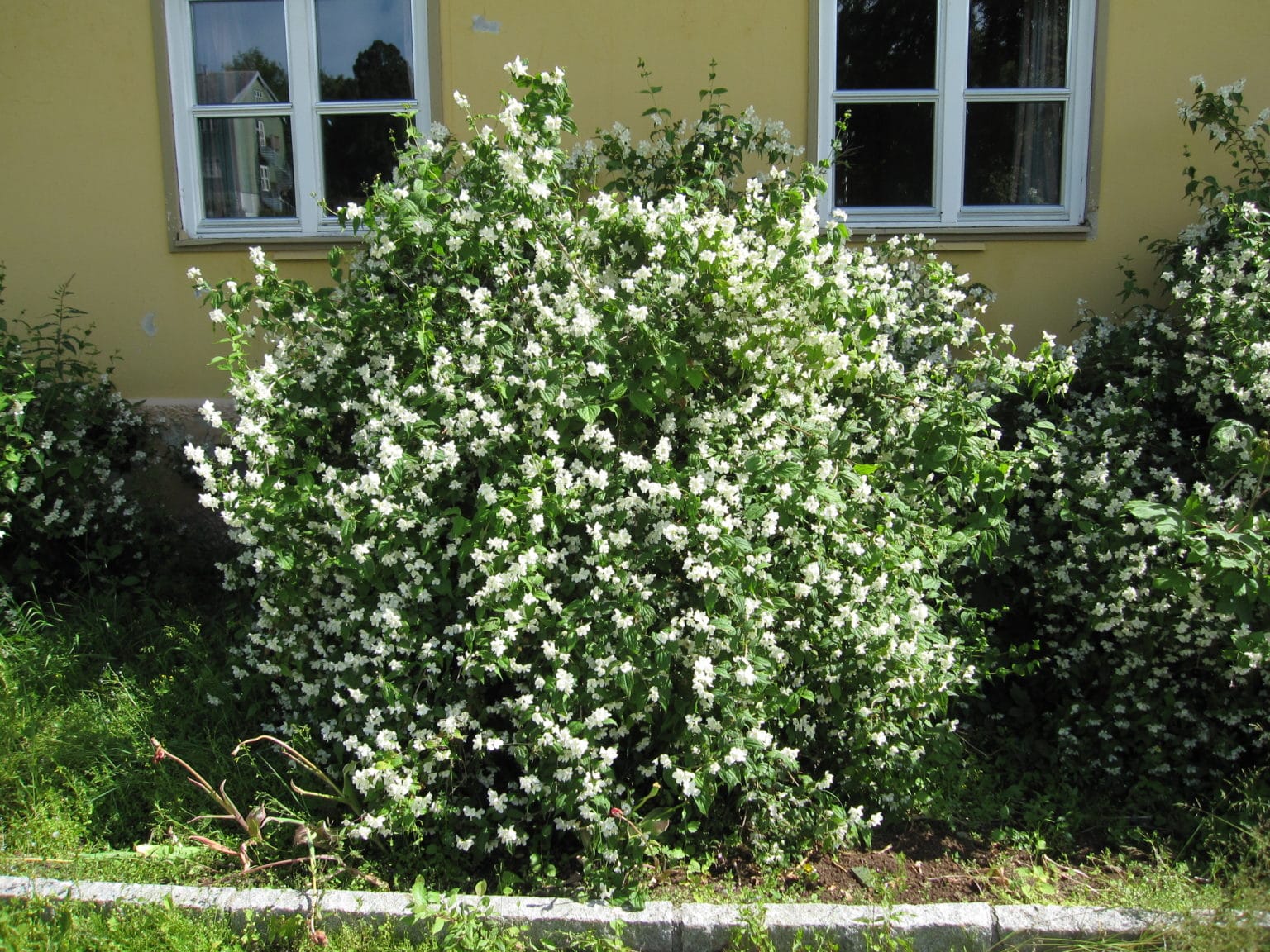 Duftskjærsmin - Planteportalen