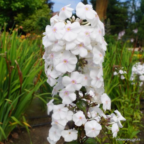 Sylinderfloks 'Omega' - Planteportalen