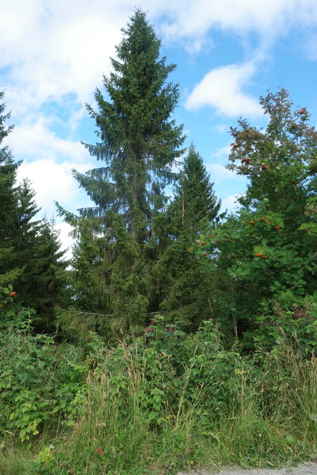 Gran - Planteportalen