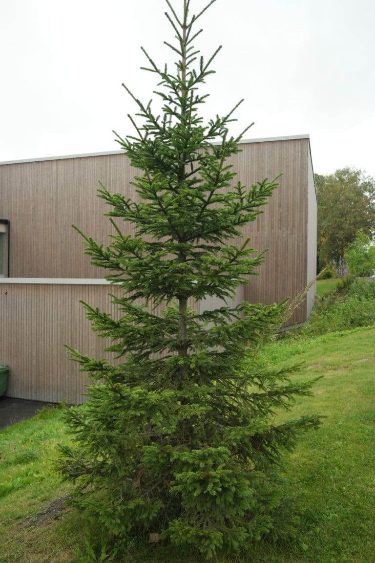 Gran - Planteportalen