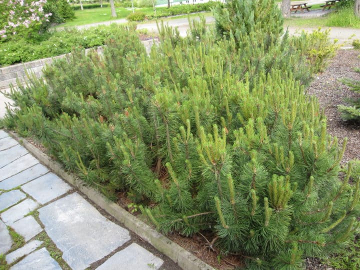 Buskfuru (Alpefuru) - Planteportalen