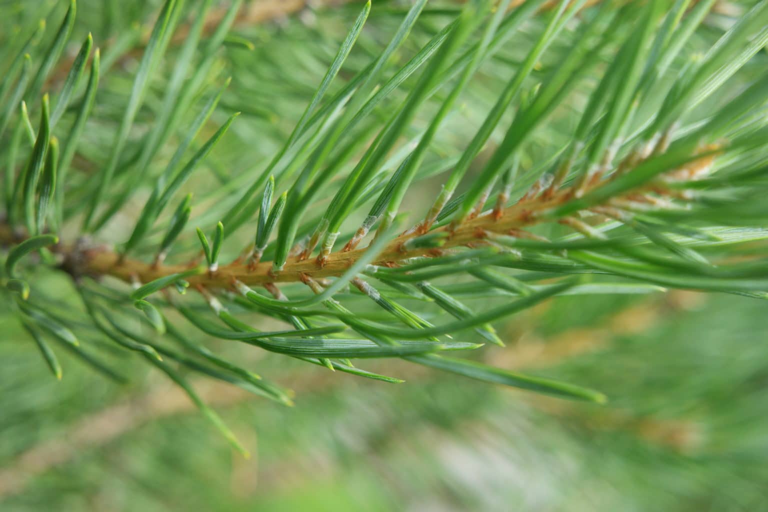 Furu - Planteportalen