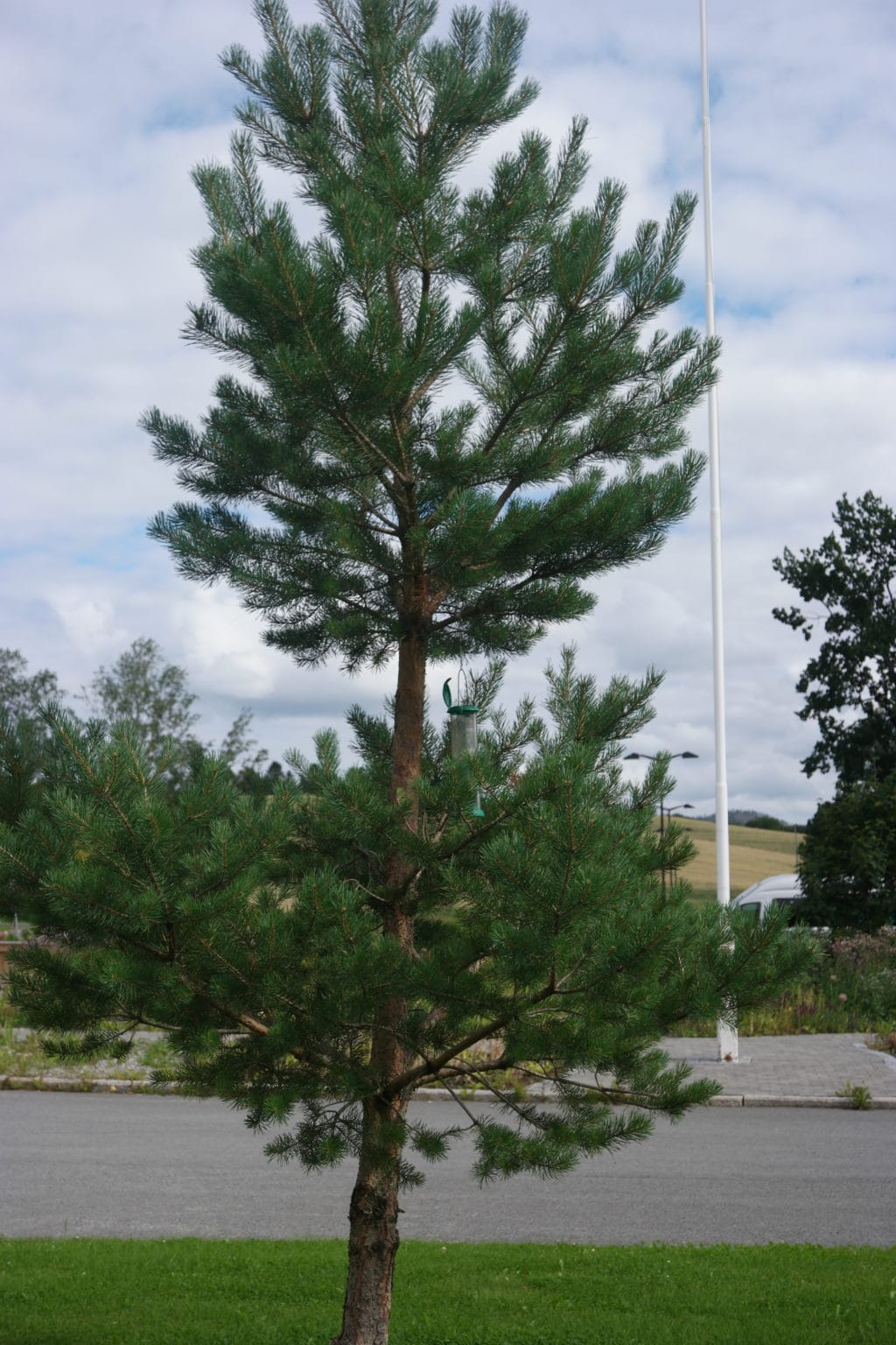 Furu - Planteportalen