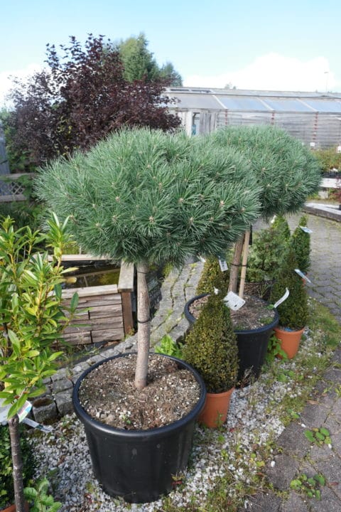 Furu - Planteportalen