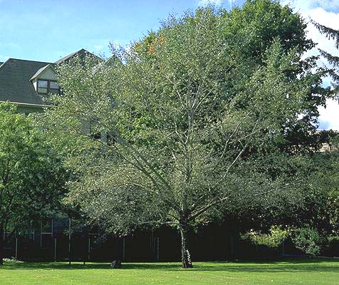 Gråpoppel - Planteportalen