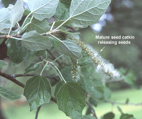 Gråpoppel - Planteportalen