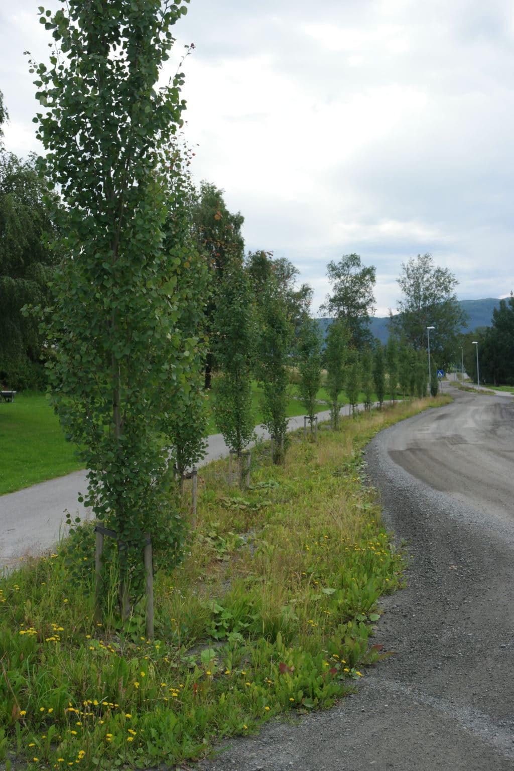 Søyleosp ‘Erecta’ - Planteportalen