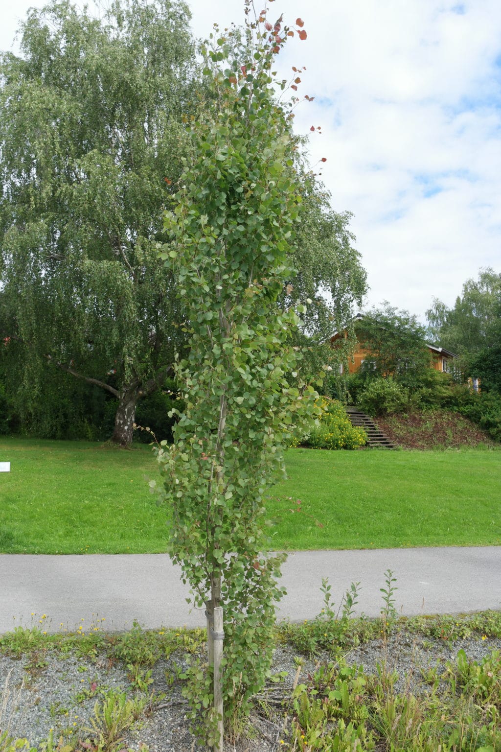 Søyleosp ‘Erecta’ - Planteportalen