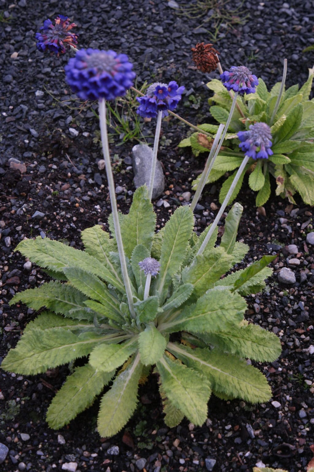 Himalayanøkleblom - Planteportalen