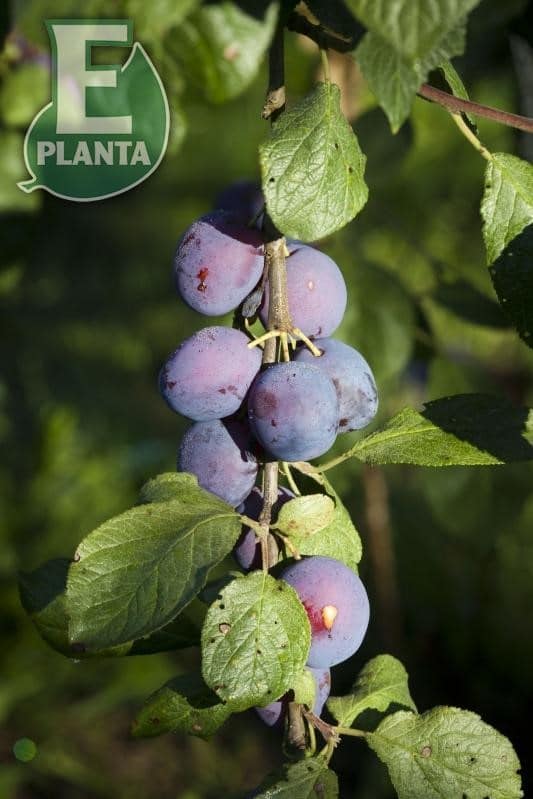 Hageplomme, med sorter - Planteportalen