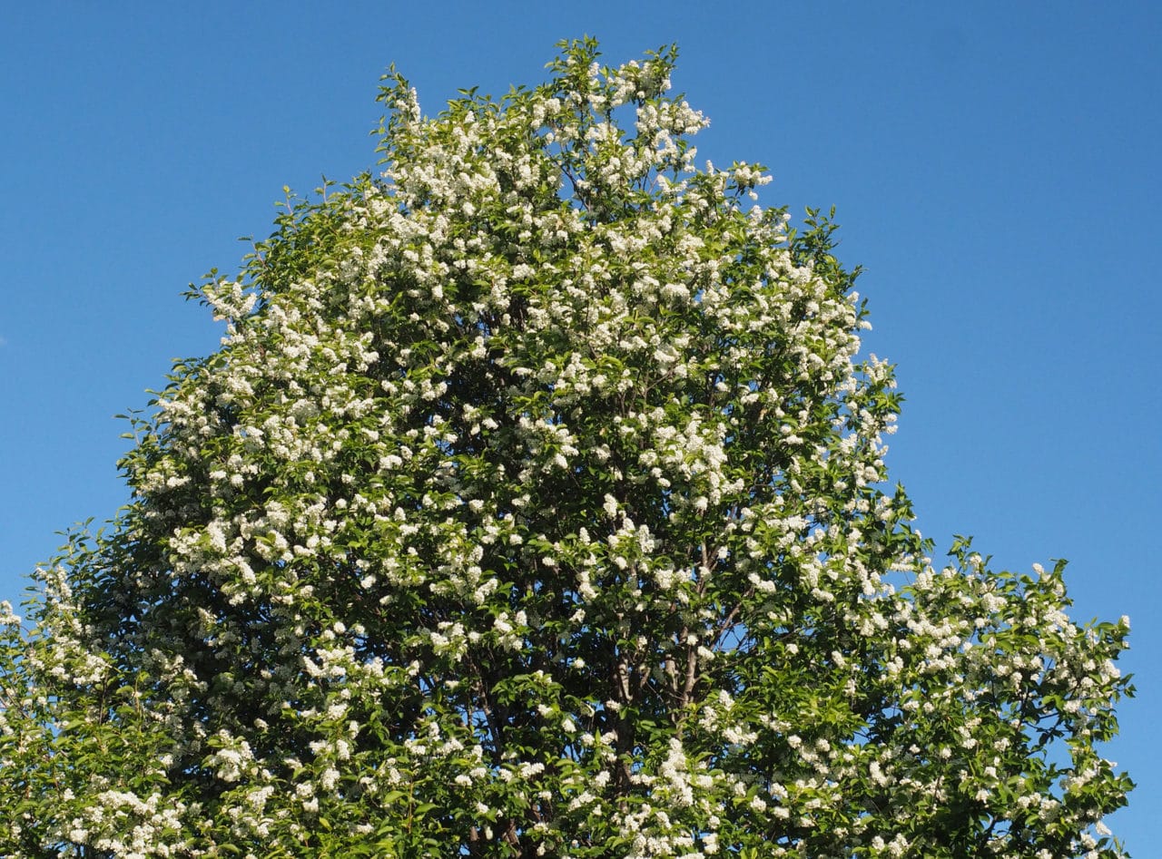 Hegg - Planteportalen