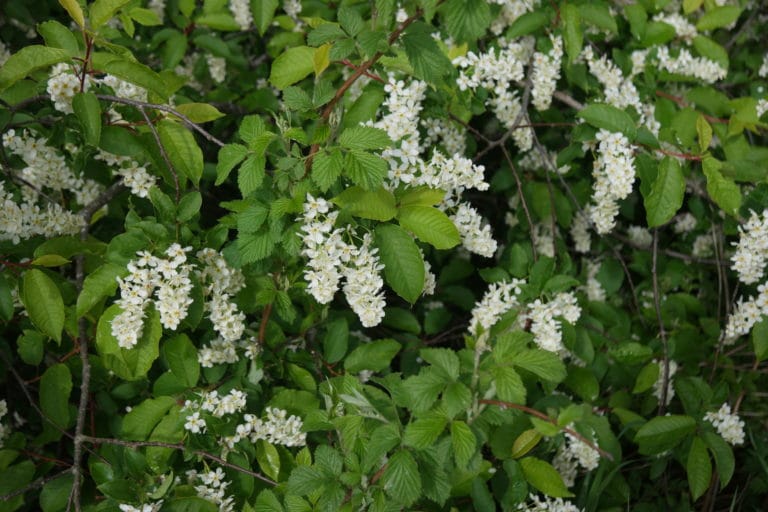 Hegg - Planteportalen