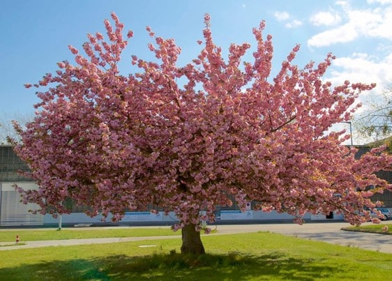 Japankirsebær ‘Kiku-shidare-zakura’ - Planteportalen