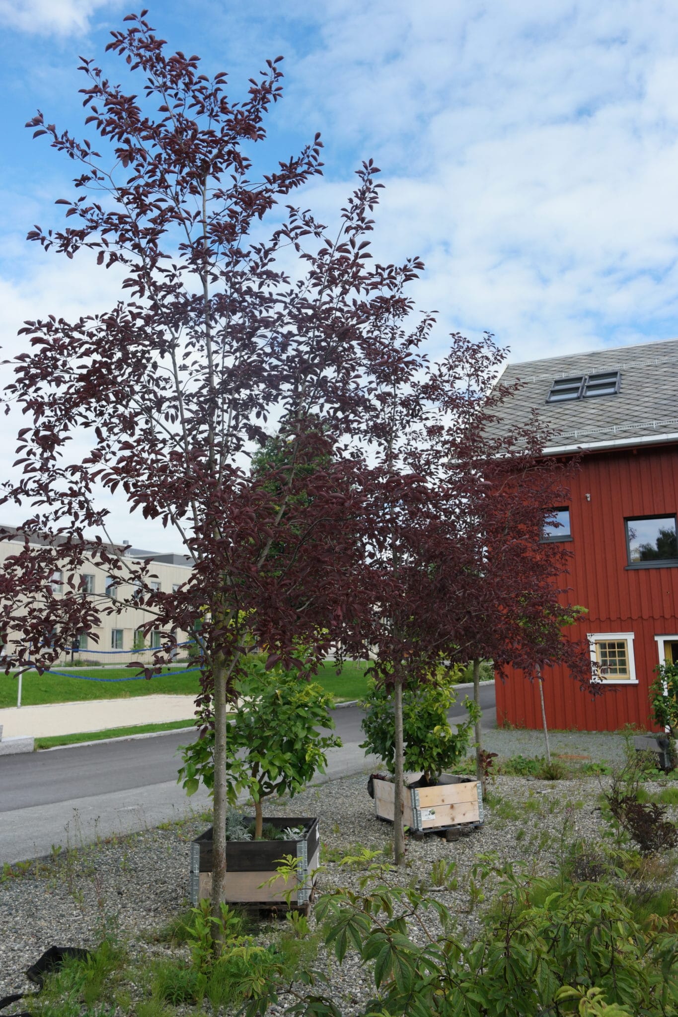 Virginianahegg ‘Canada Red’ - Planteportalen