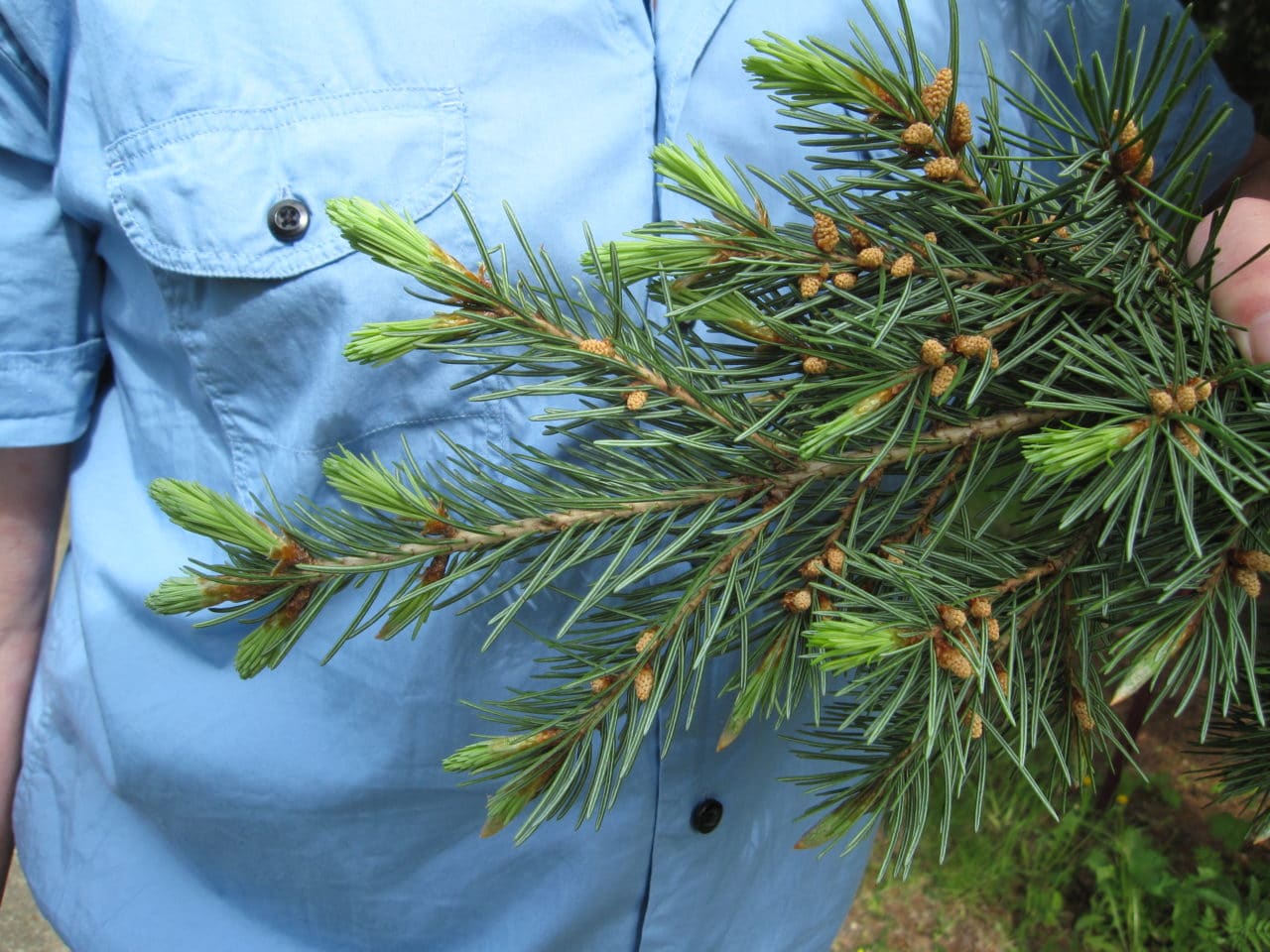 Douglasgran - Planteportalen