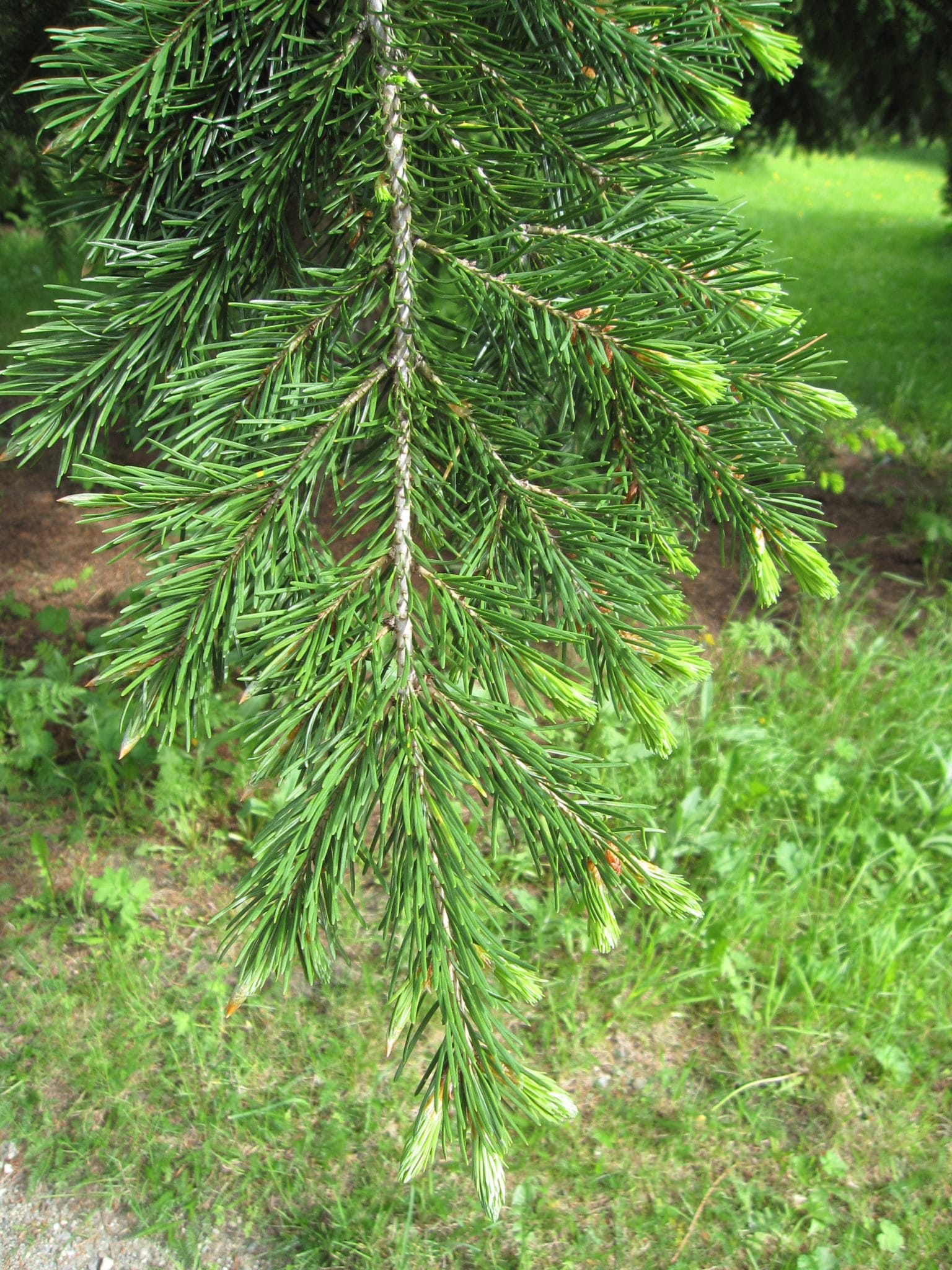 Douglasgran - Planteportalen