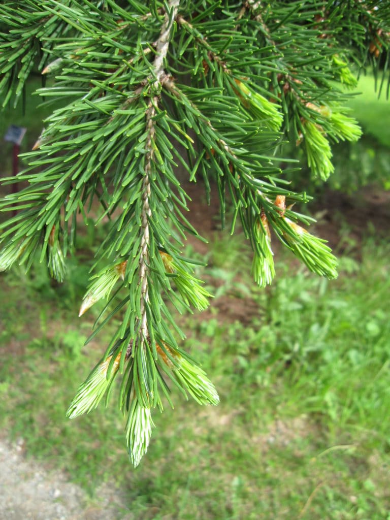 Douglasgran - Planteportalen