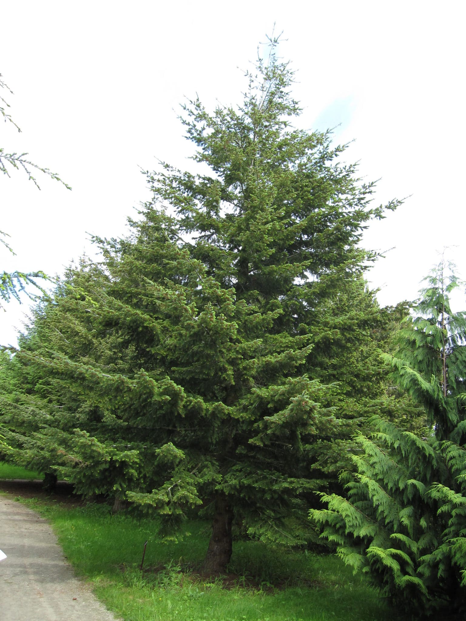 Douglasgran - Planteportalen