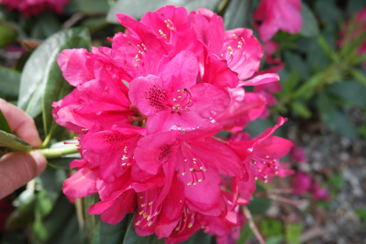 Forrest-rododendron ‘Scarlet Wonder’ - Planteportalen