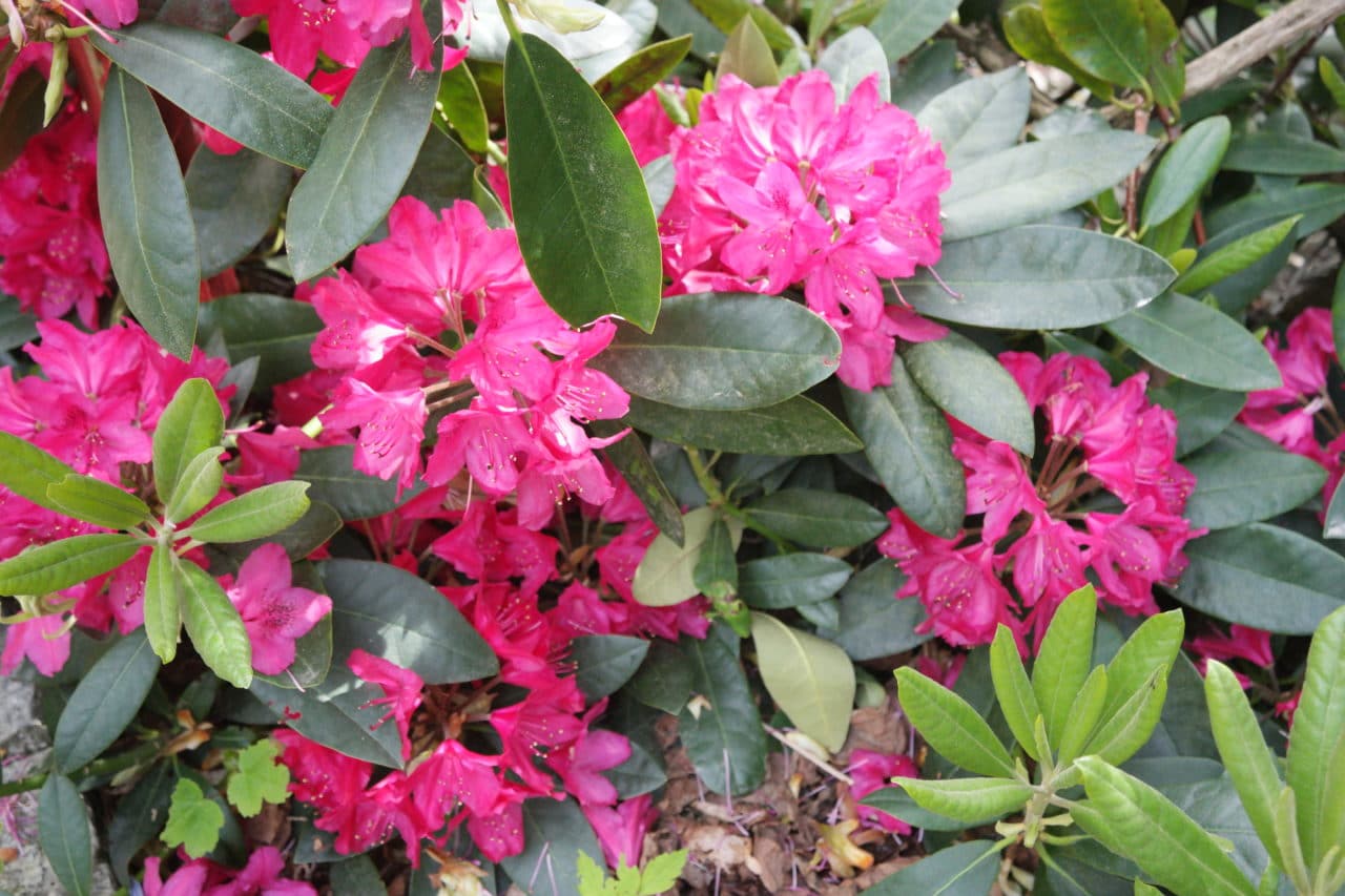 Forrest-rododendron ‘Scarlet Wonder’ - Planteportalen