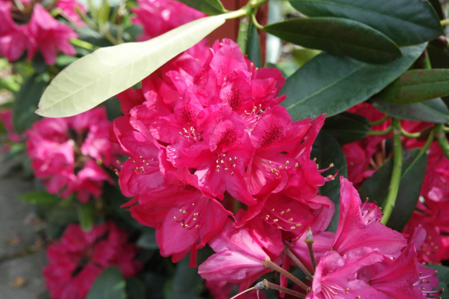 Forrest-rododendron ‘Scarlet Wonder’ - Planteportalen