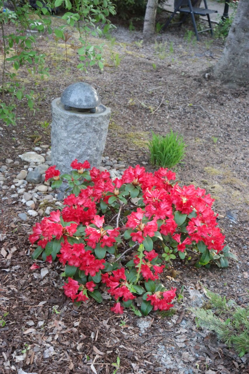 Rododendron ‘Scarlet Wonder’ - Planteportalen