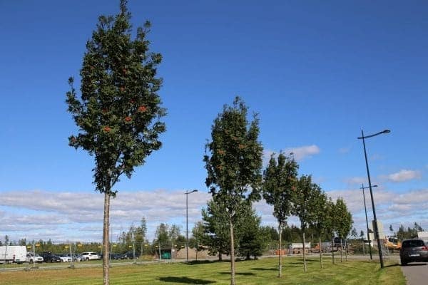 Rogn - Planteportalen