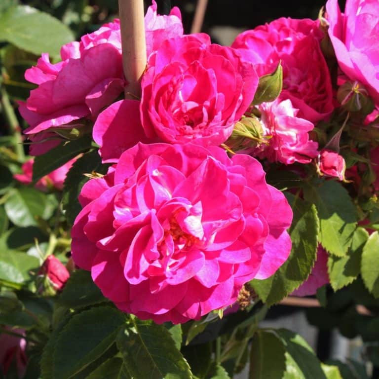 ‘Henry Kelsey’, klatrerose - Planteportalen