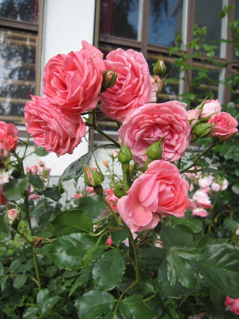 'Pink Robusta', buskrose - Planteportalen