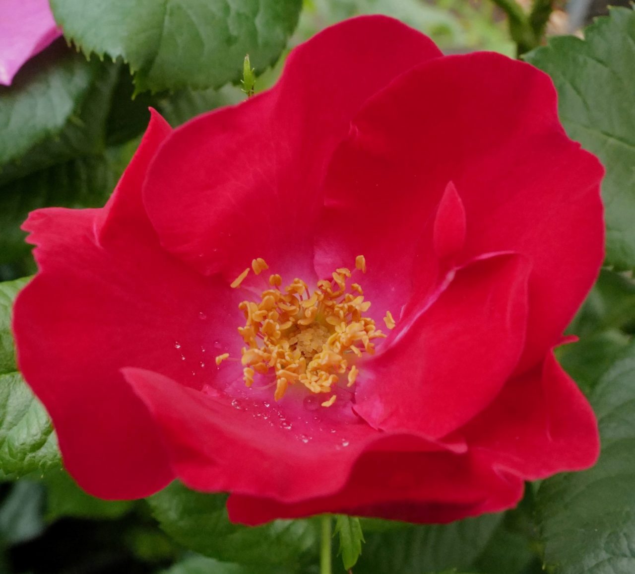 'Robusta', buskrose - Planteportalen