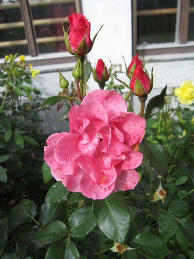 ‘Rosali’, klaserose - Planteportalen