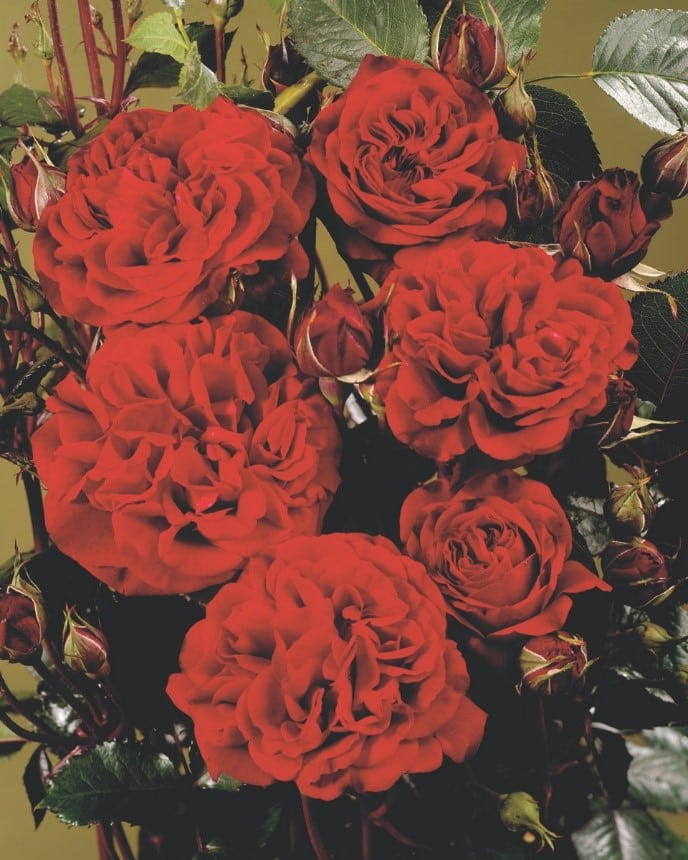 ‘Isabel’™, renessanserose - Planteportalen