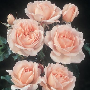 ‘Clair’, renessanserose - Planteportalen