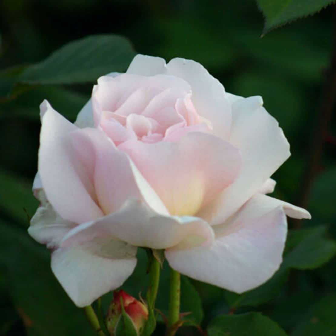 ‘Julia’, renessanserose - Planteportalen