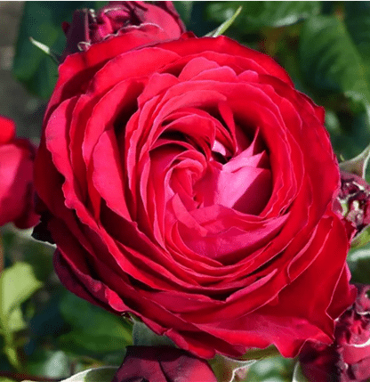 ‘Katherine’, renessanserose - Planteportalen