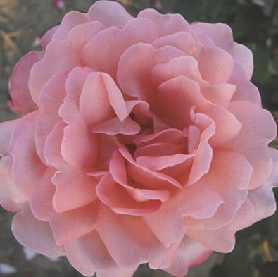 ‘Sissel’, renessanserose - Planteportalen