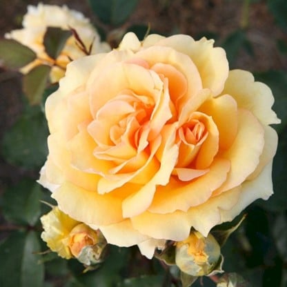 ‘Sophia’, renessanserose - Planteportalen