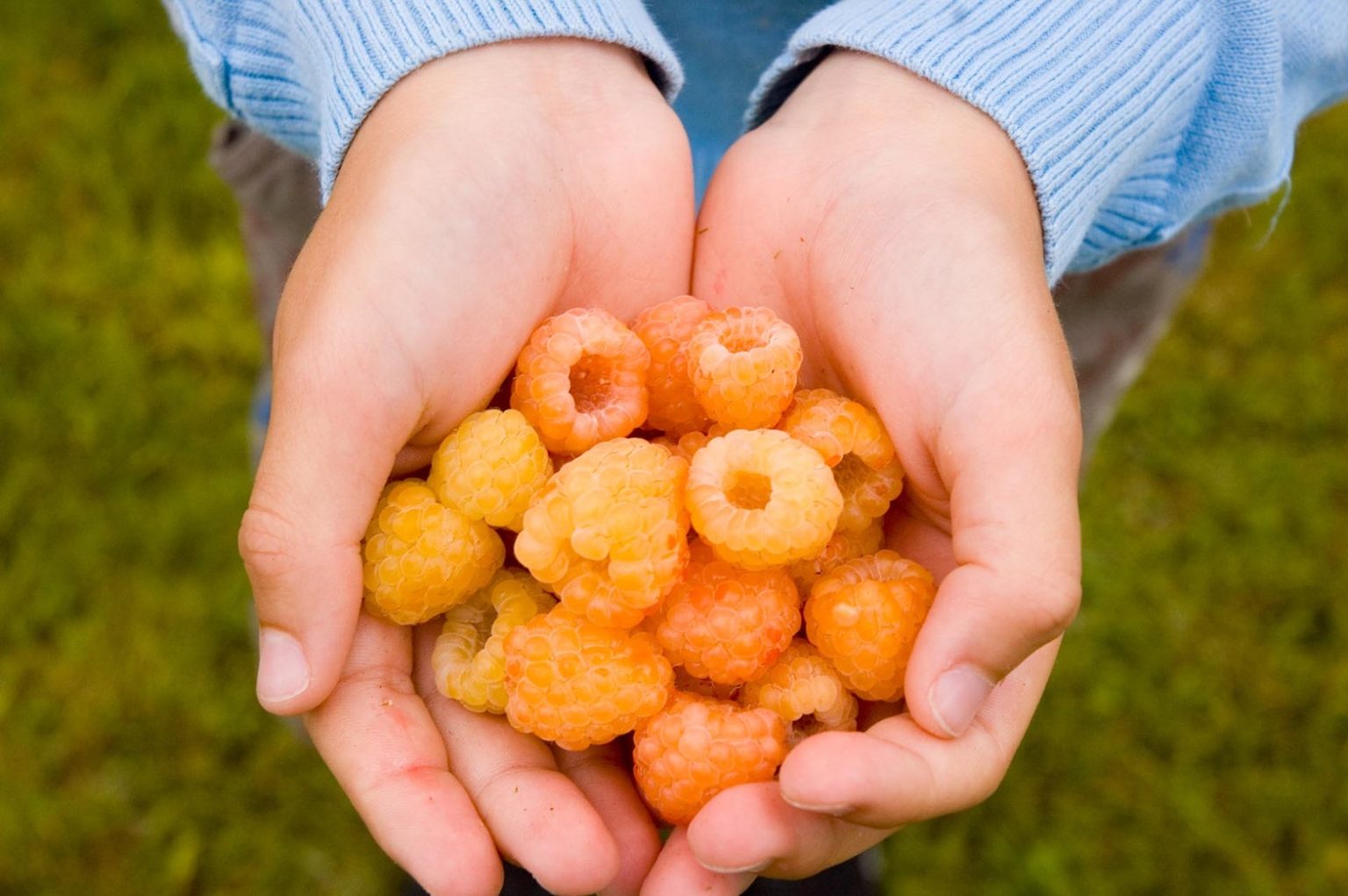 Bringebær 'Varnes' E - Planteportalen