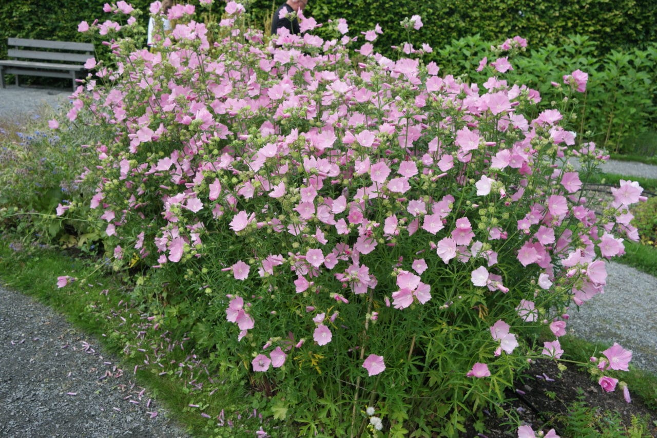Praktstokkrose - Planteportalen