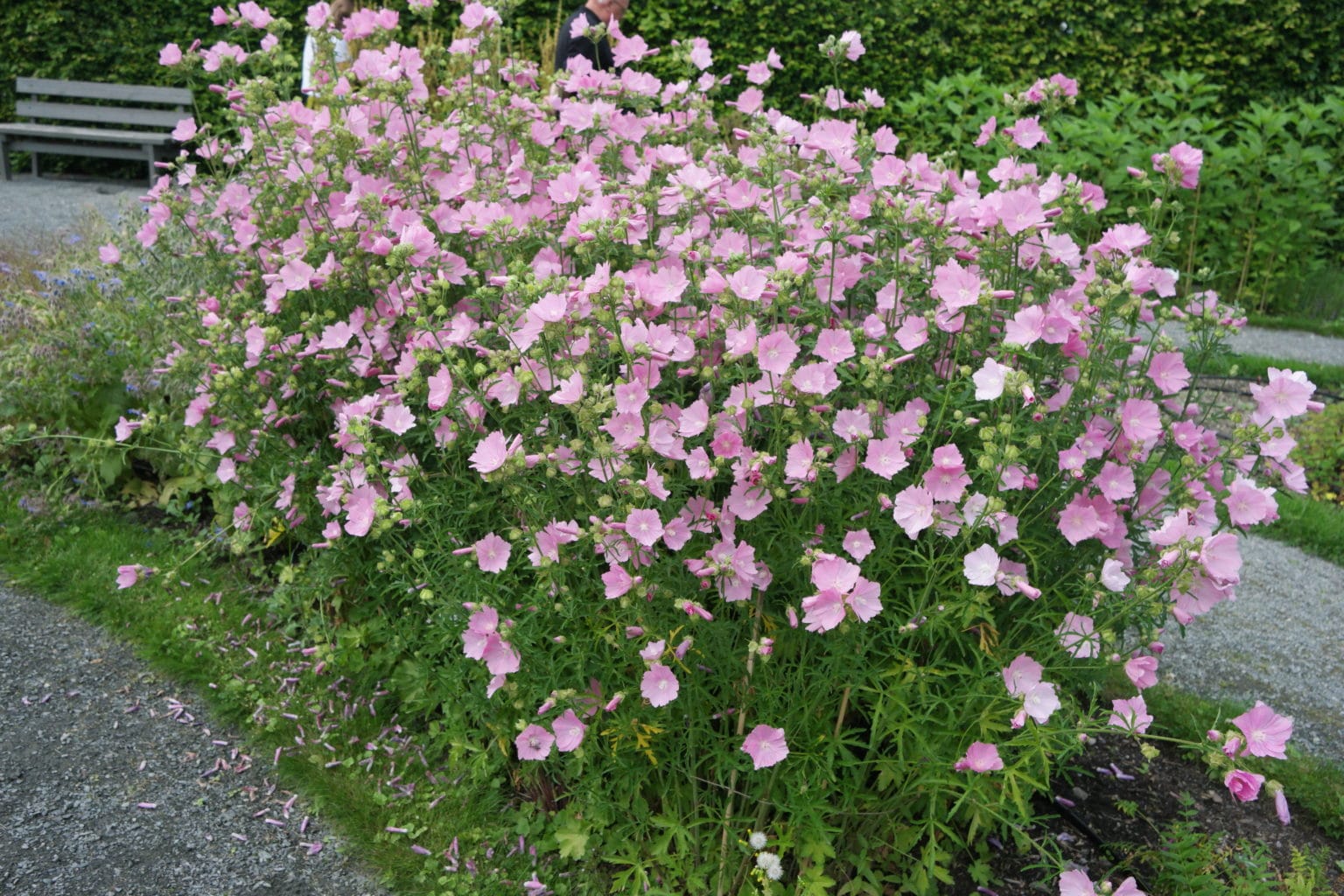 Praktstokkrose - Planteportalen
