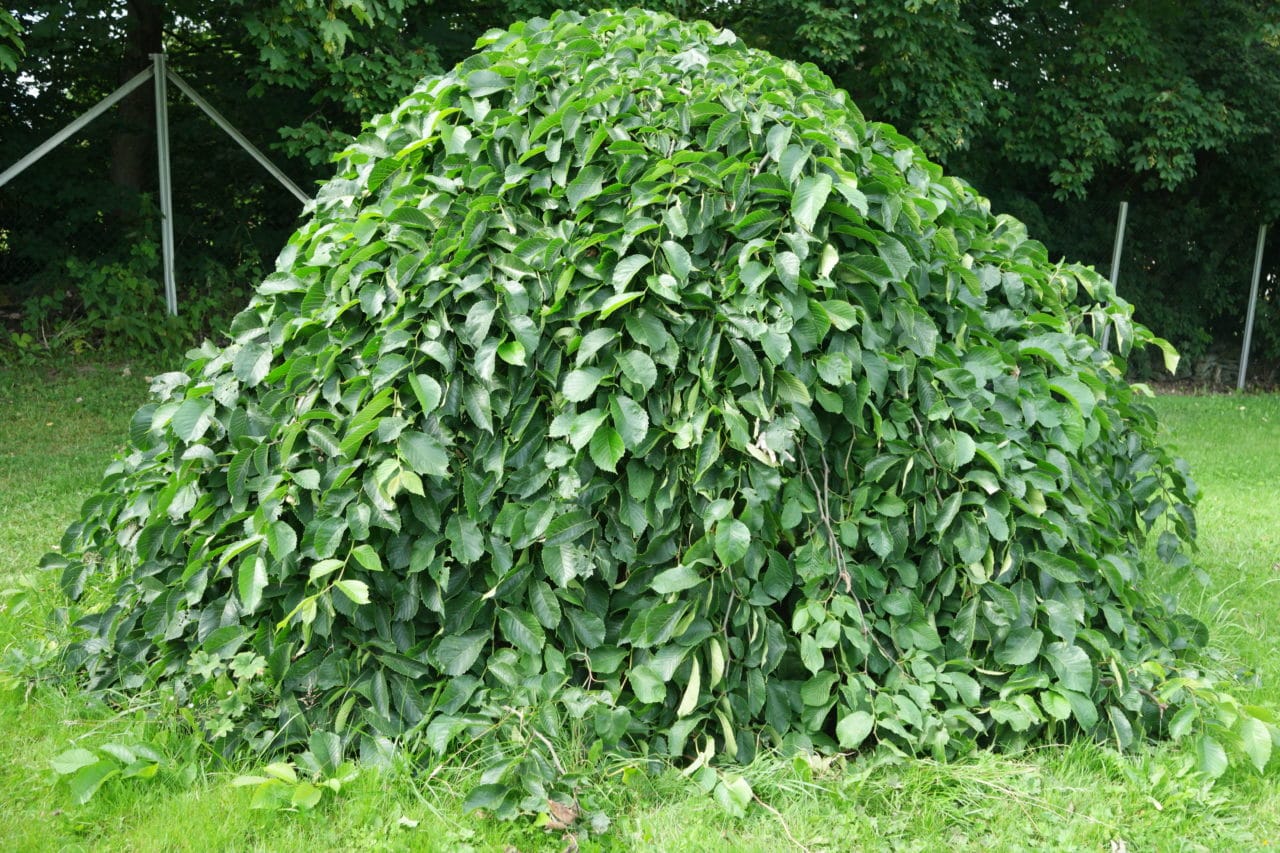 Alm ‘Pendula’ (Hengealm) - Planteportalen