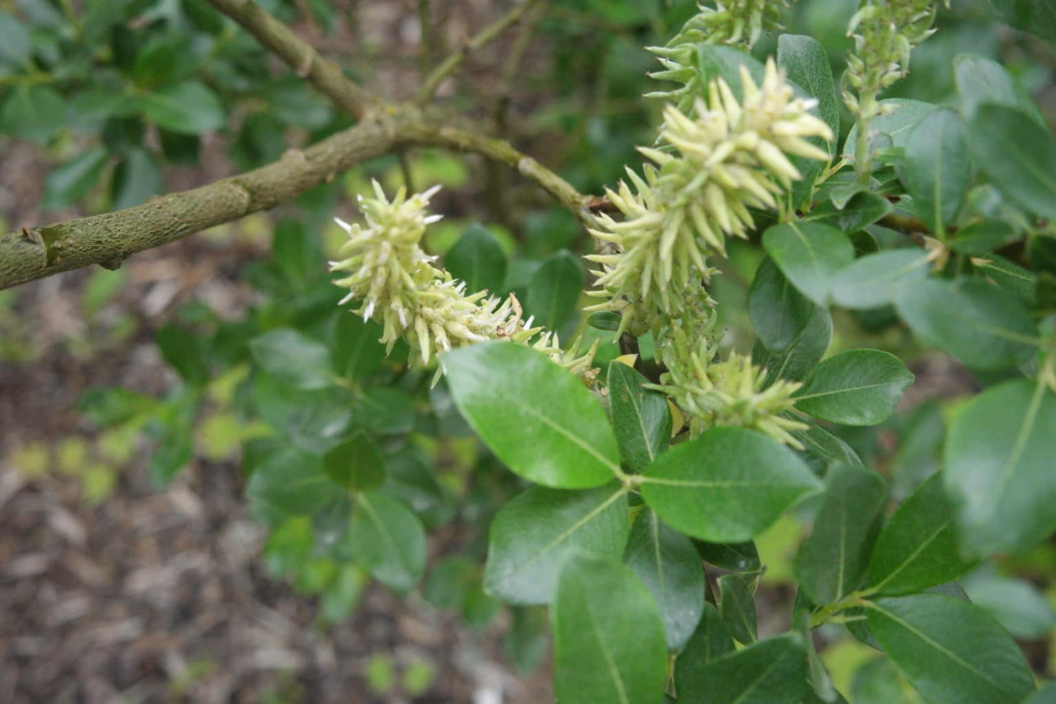 Brekkavier - Planteportalen