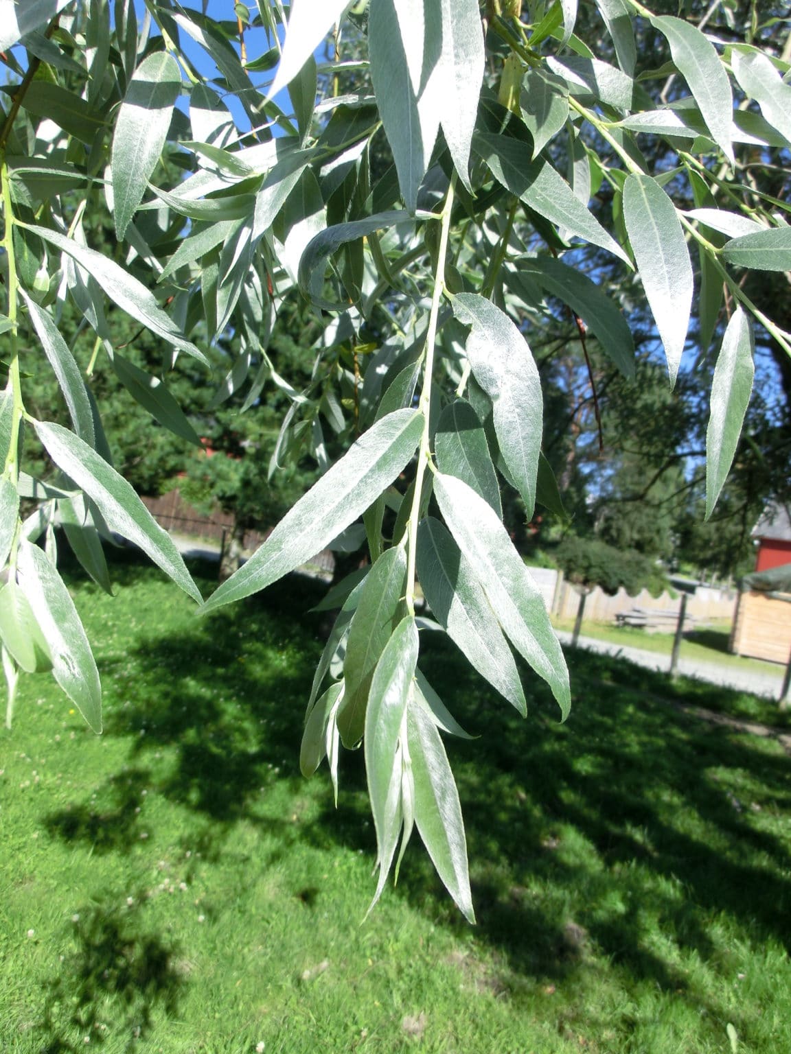 Sølvpil - Planteportalen