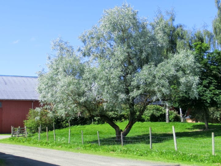 Sølvpil - Planteportalen