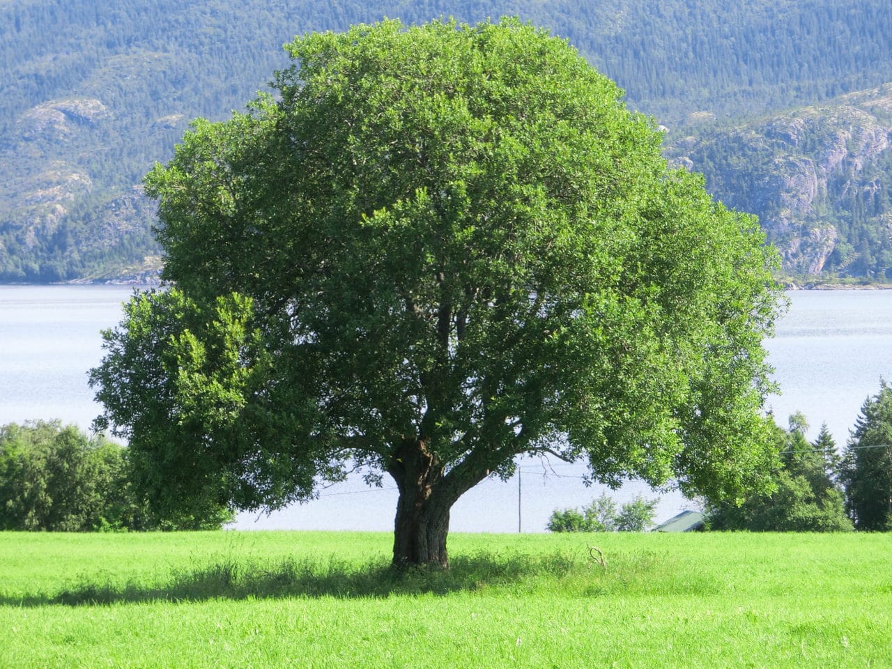 Busker og trær som tåler mye vind (Lèplanter) - Planteportalen