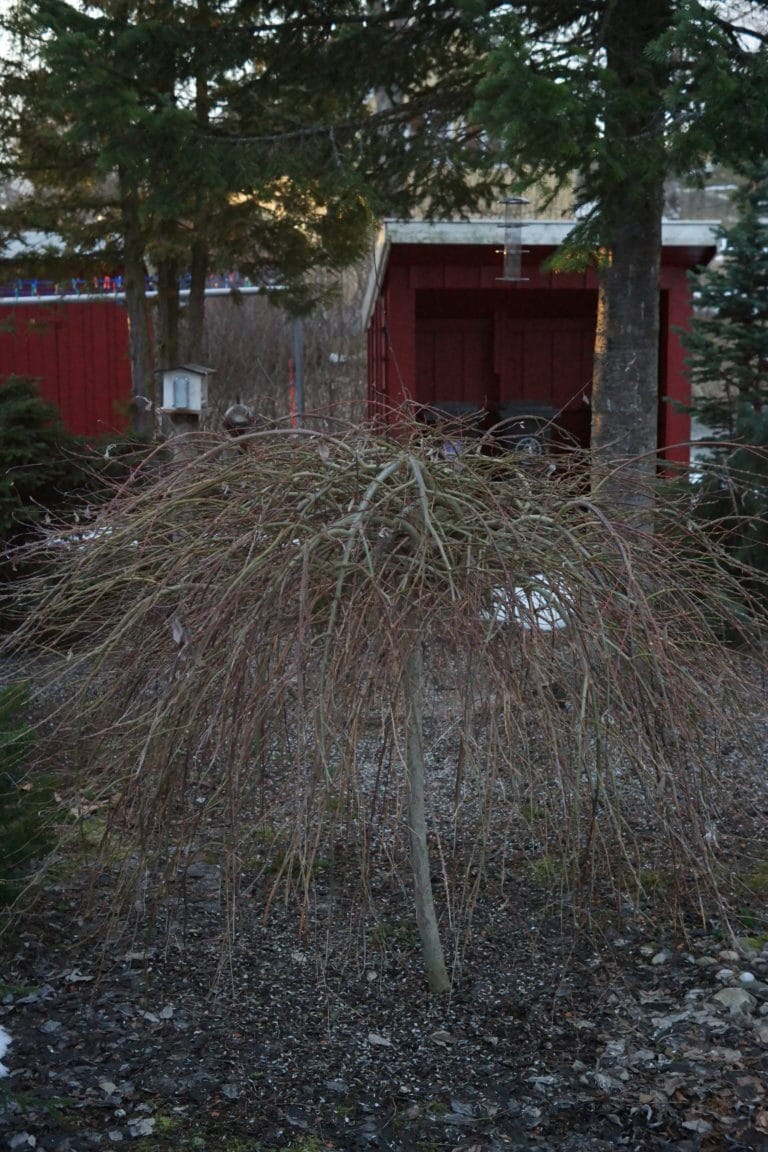 Selje ‘Kilmarnock’ (Hengeselje) - Planteportalen