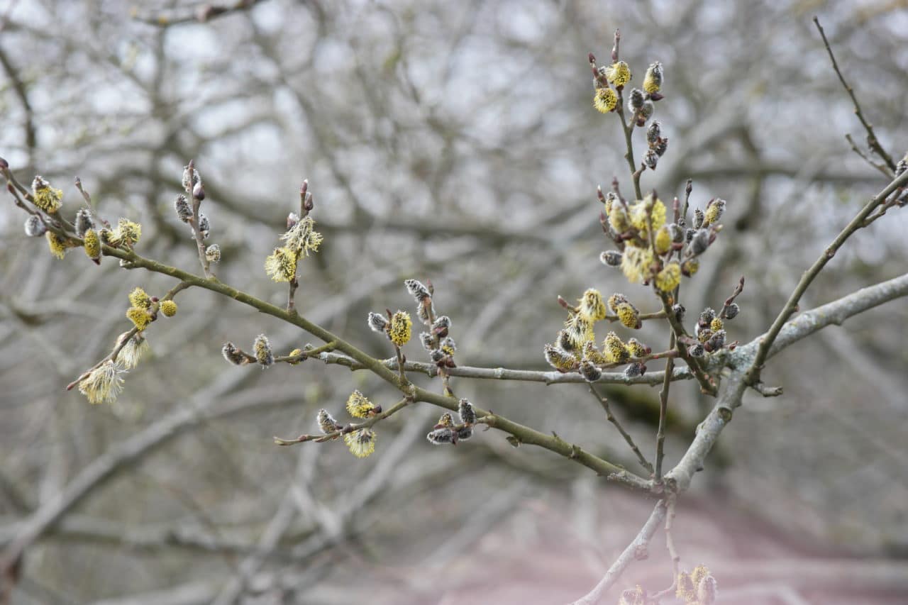 Selje - Planteportalen