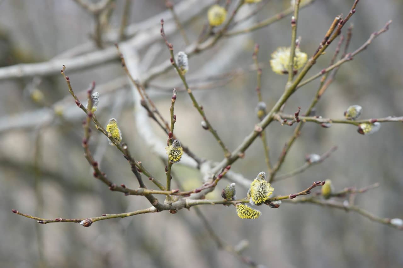 Selje - Planteportalen