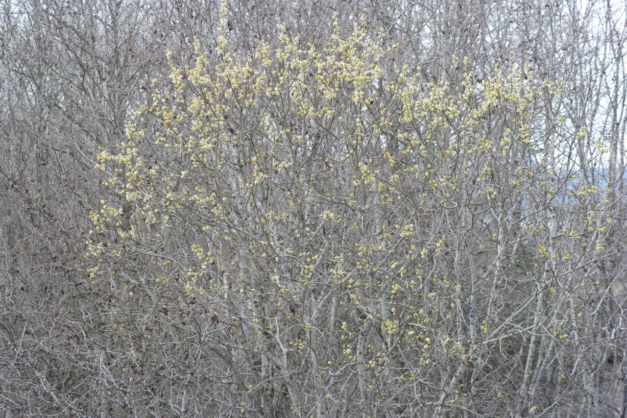 Selje - Planteportalen